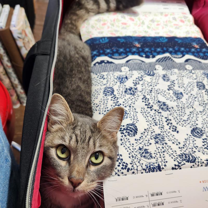 Meet Sarah Sumbera | modafabrics.com